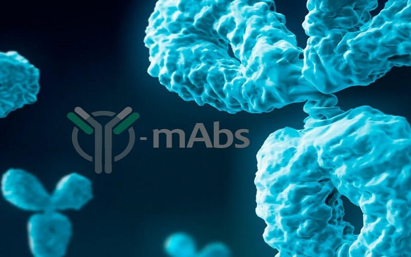 Y-mAbs raises $50M funding to propel cancer duo into late-stage testing ...