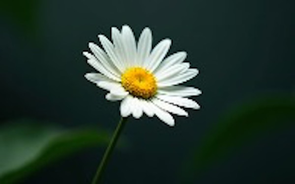 Lam Research (LRCX) Stock Price Doubles Year-to-Date, AI Demand Drives ...